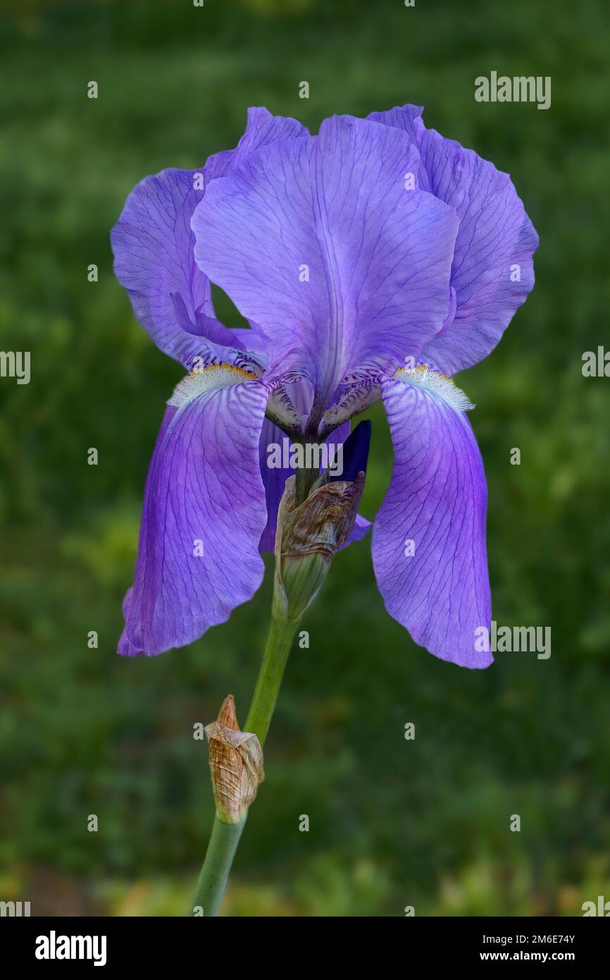 Sweet iris hi-res stock photography and images - Alamy