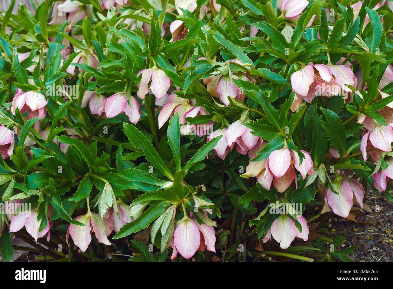 Close up image of Lenten rose flowers (Helleborus x hybridus Stock ...