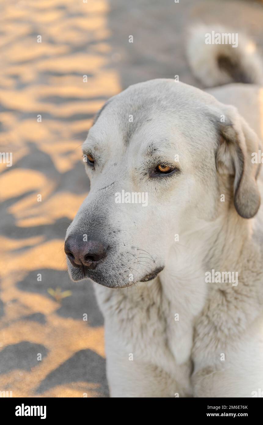 Portrait of a Stray Dog on a Beach Stock Photo - Alamy