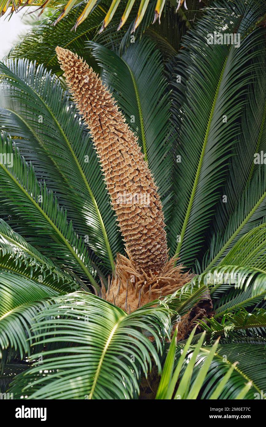 Close up image of male cone of Sago Palm (Cycas revoluta Stock Photo ...