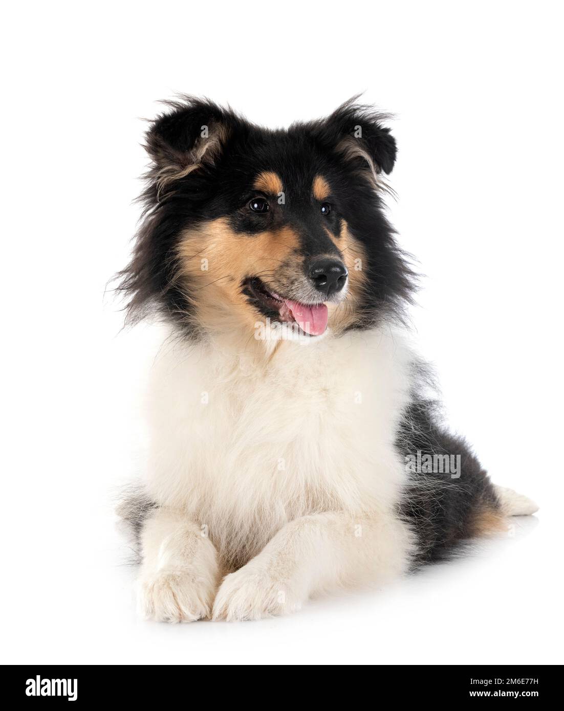 young rough collie in front of white background Stock Photo - Alamy