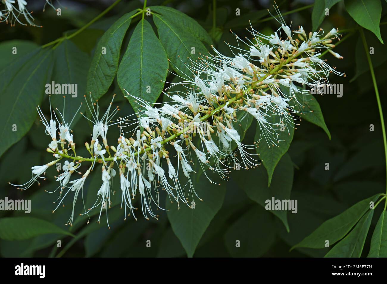 Close up image of Bottlebrush buckeye flowers (Aesculus parviflora ...