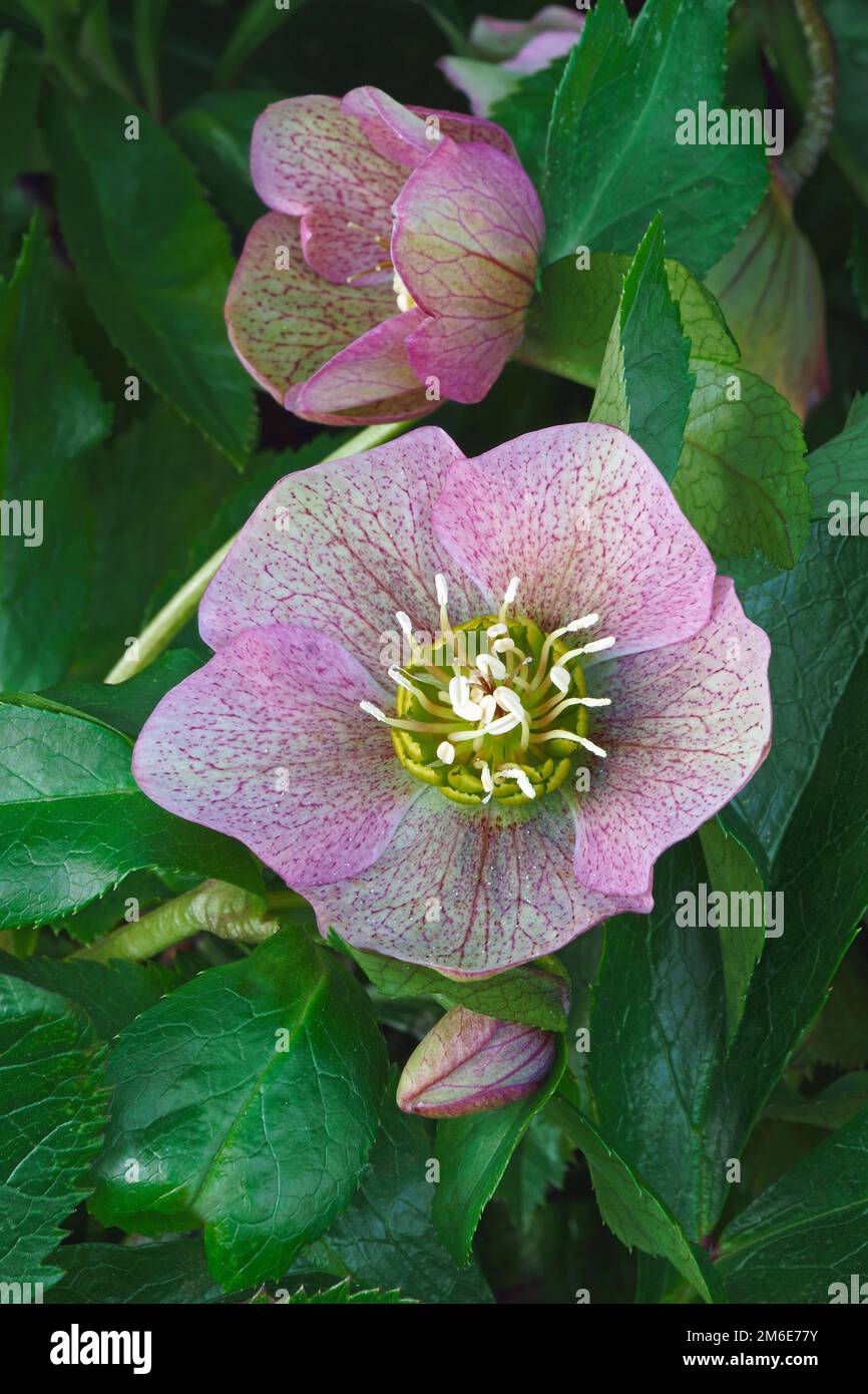Close up image of Lenten rose flowers (Helleborus x hybridus Stock ...