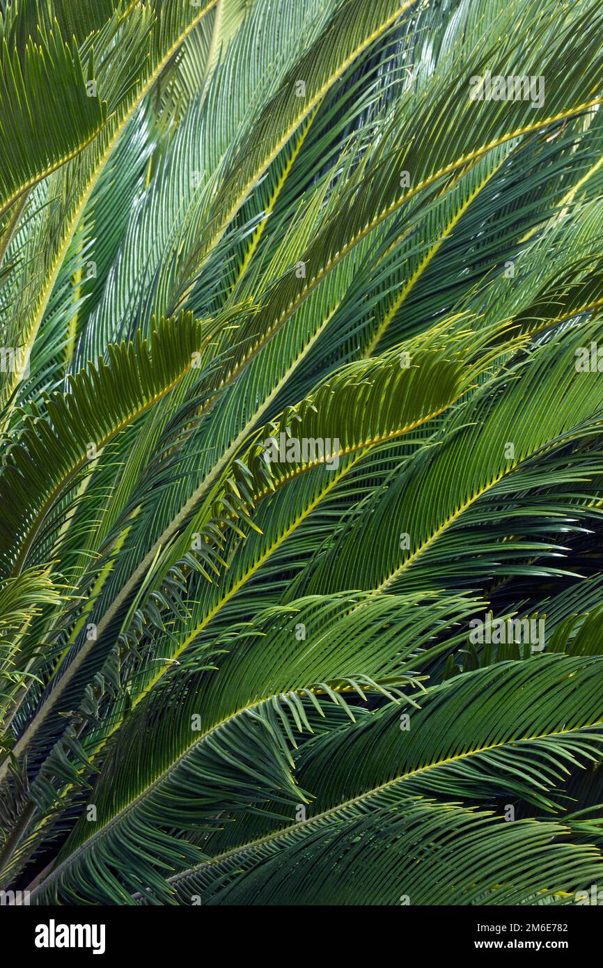 Cycas Revoluta Leaf