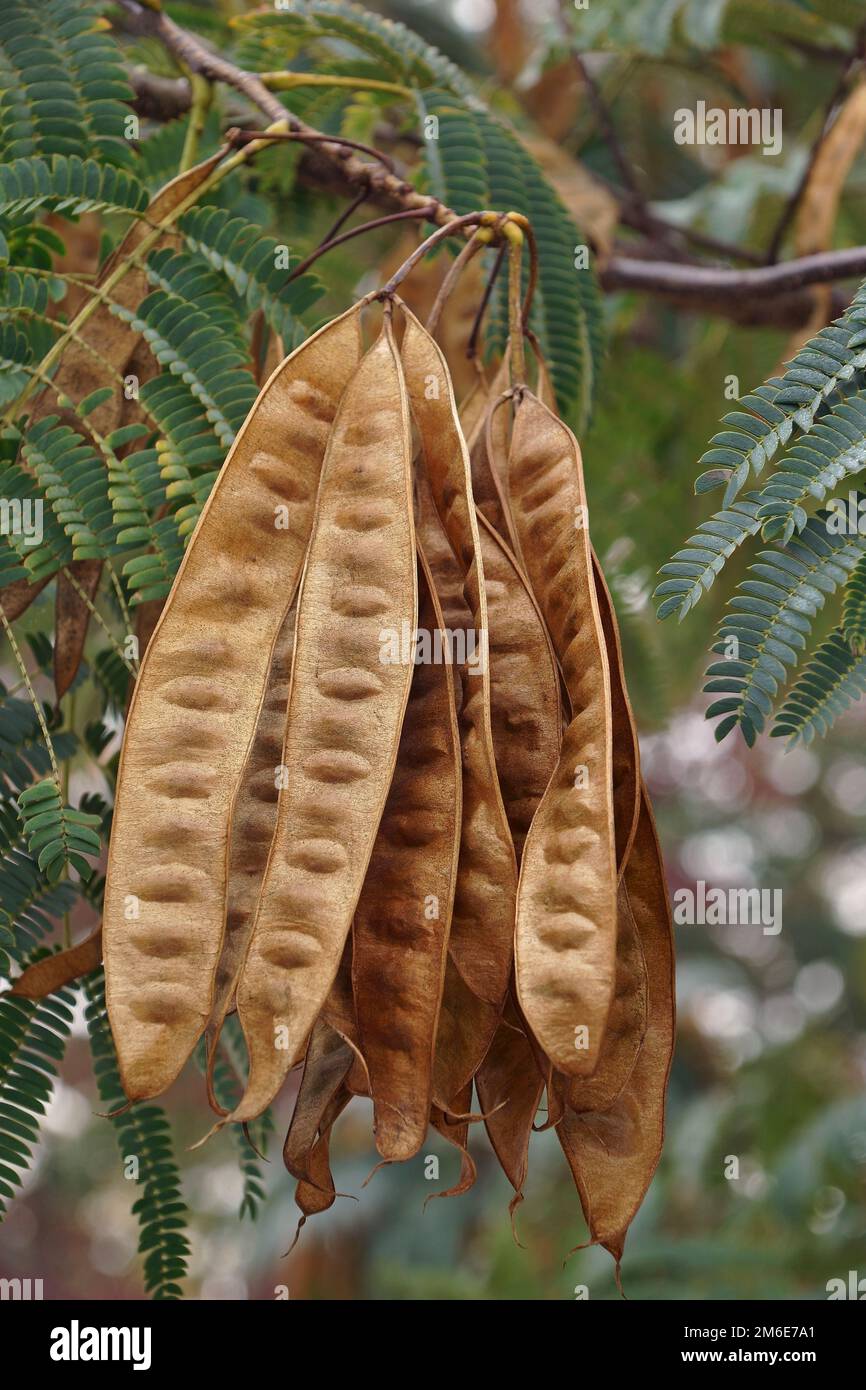 Fruits with seeds of Silktree (Albizia julibrissin Stock Photo - Alamy
