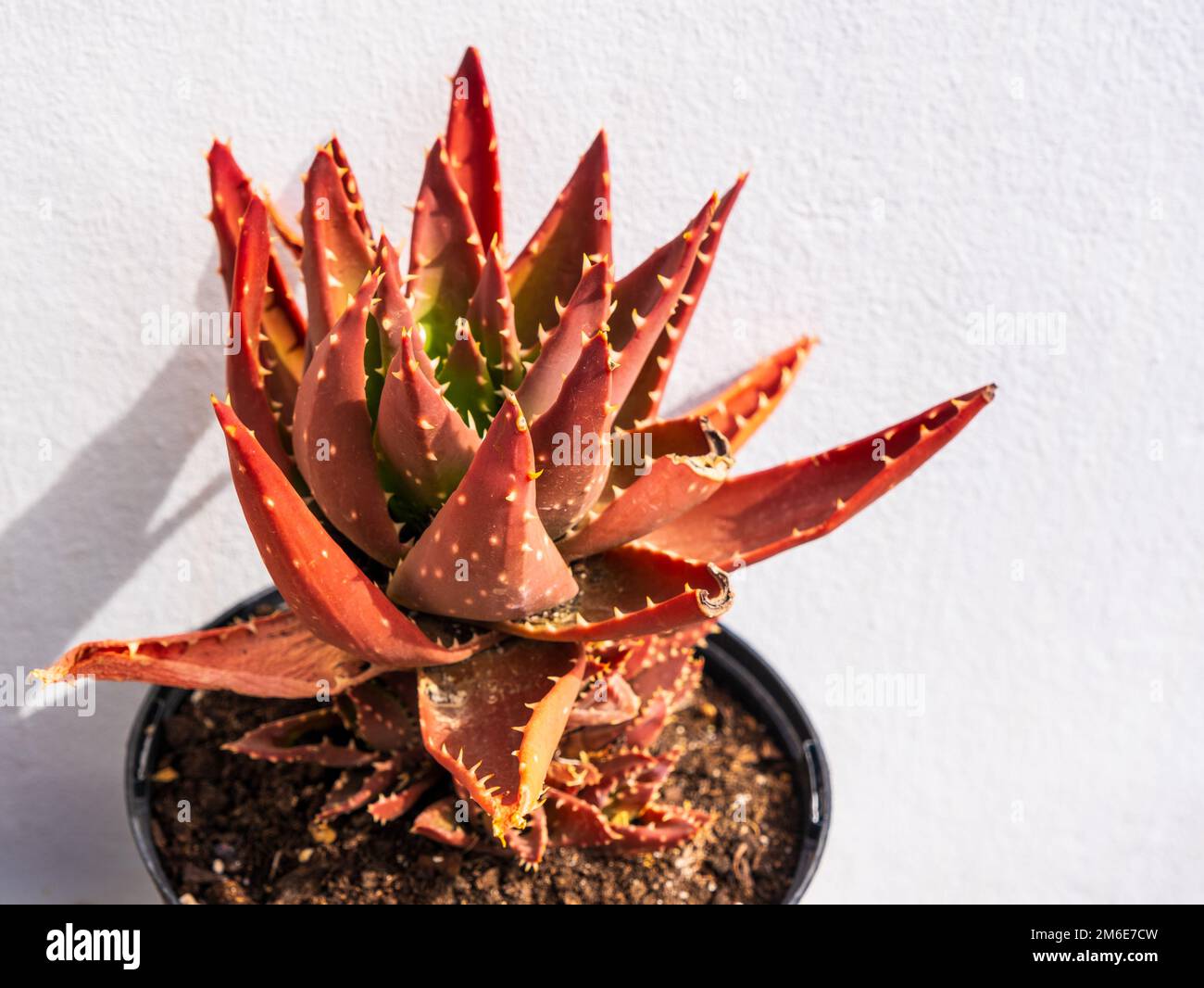 Crimson aloe hi-res stock photography and images - Alamy