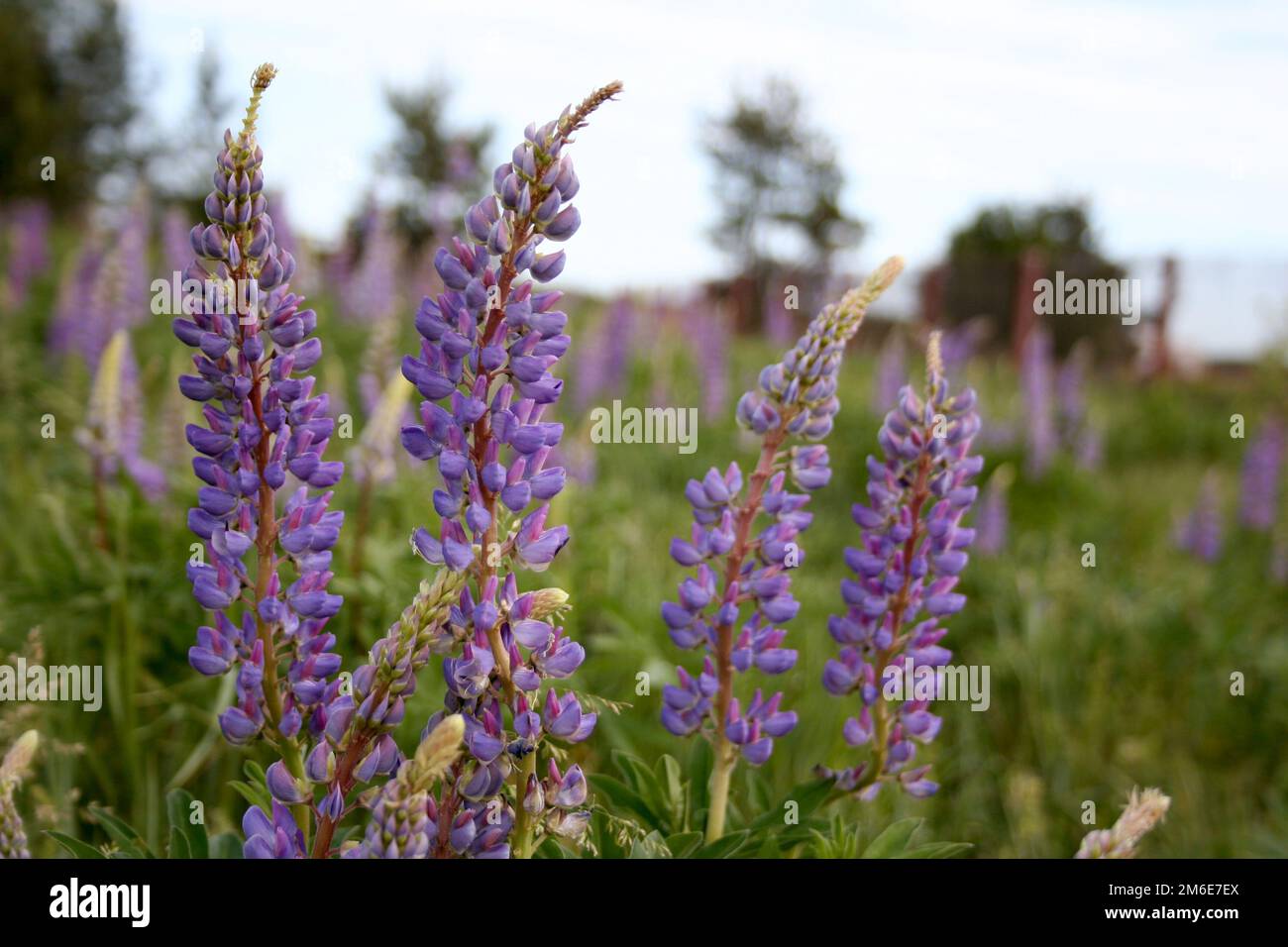 Summer purple lupines on a background of green grass Stock Photo - Alamy