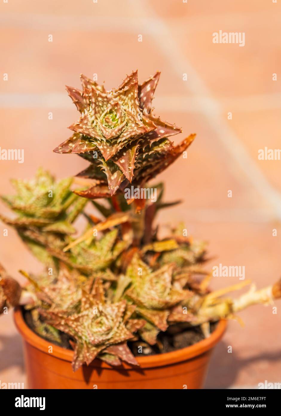 Aloe squarrosa, a species of succulent flowering plant. Green spotted ...