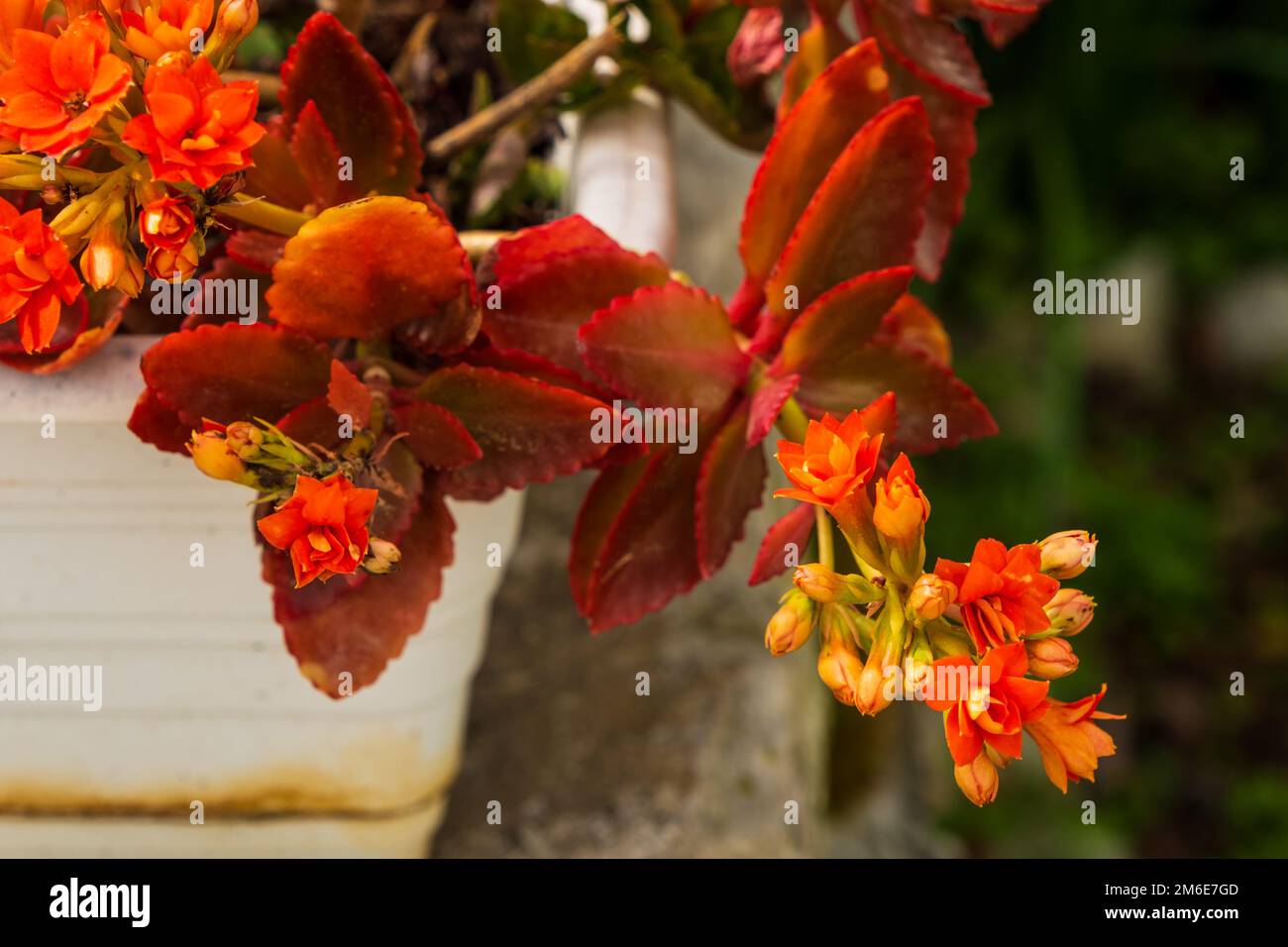 Red Flower of the species Kalanchoe blossfeldiana with selective focus ...