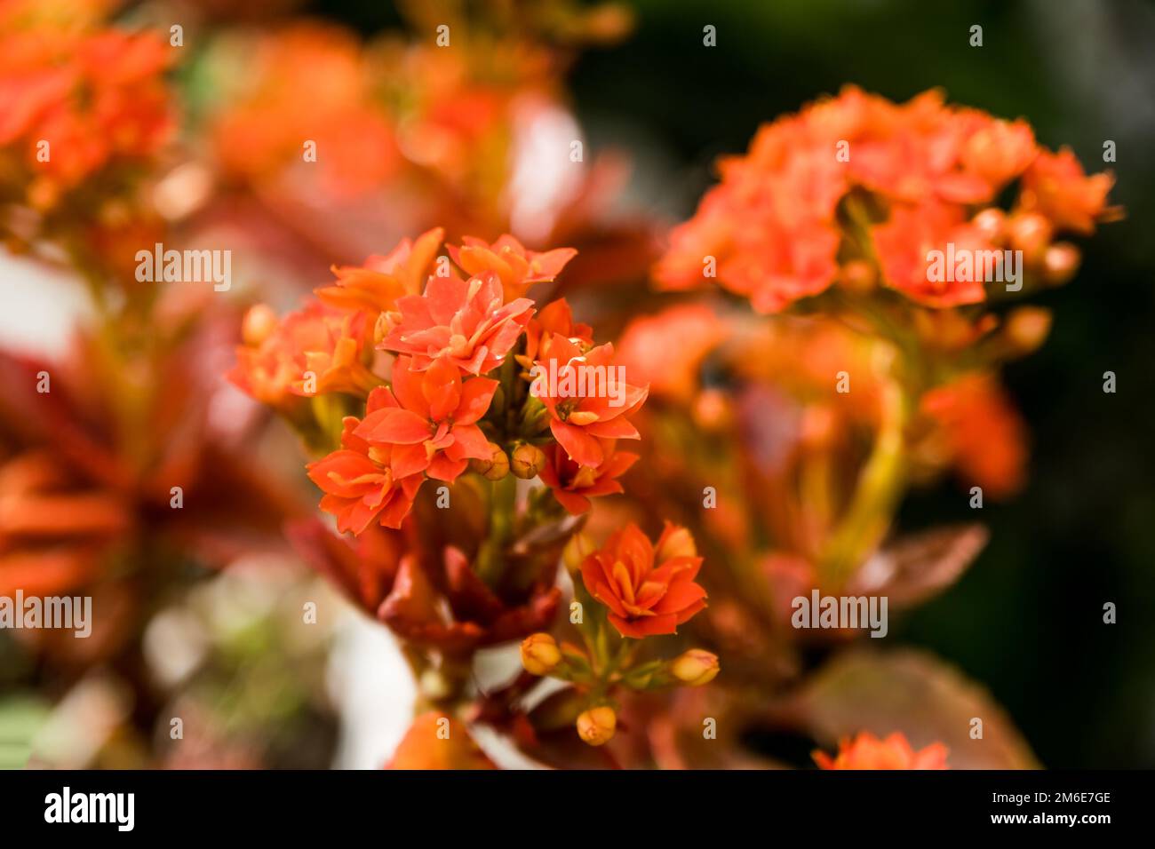 Kalanchoe blossfeldiana with selective focus. Also know Flaming Katy ...