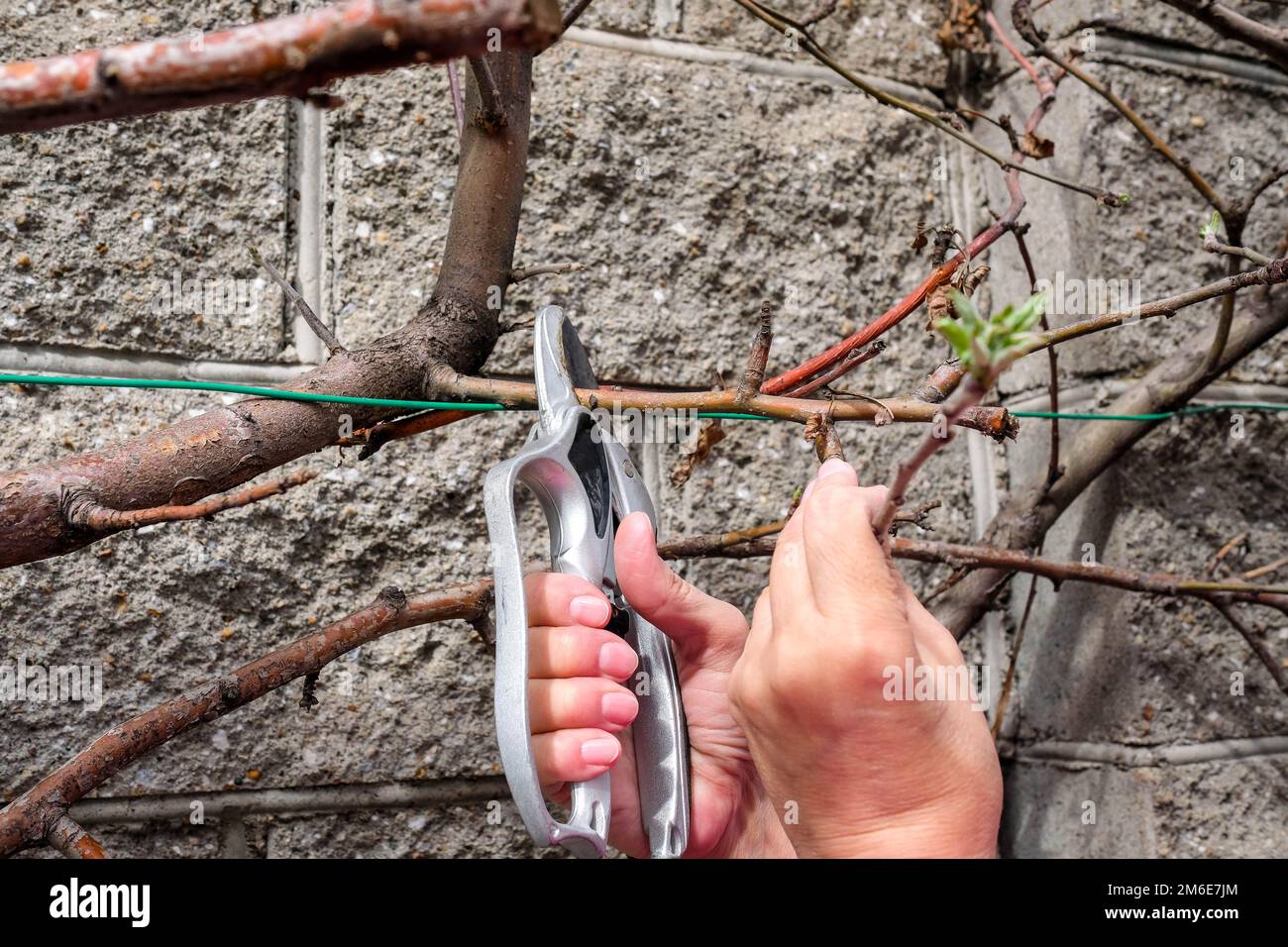 Work with secateurs in the garden. Pruning apple trees in spring Stock ...
