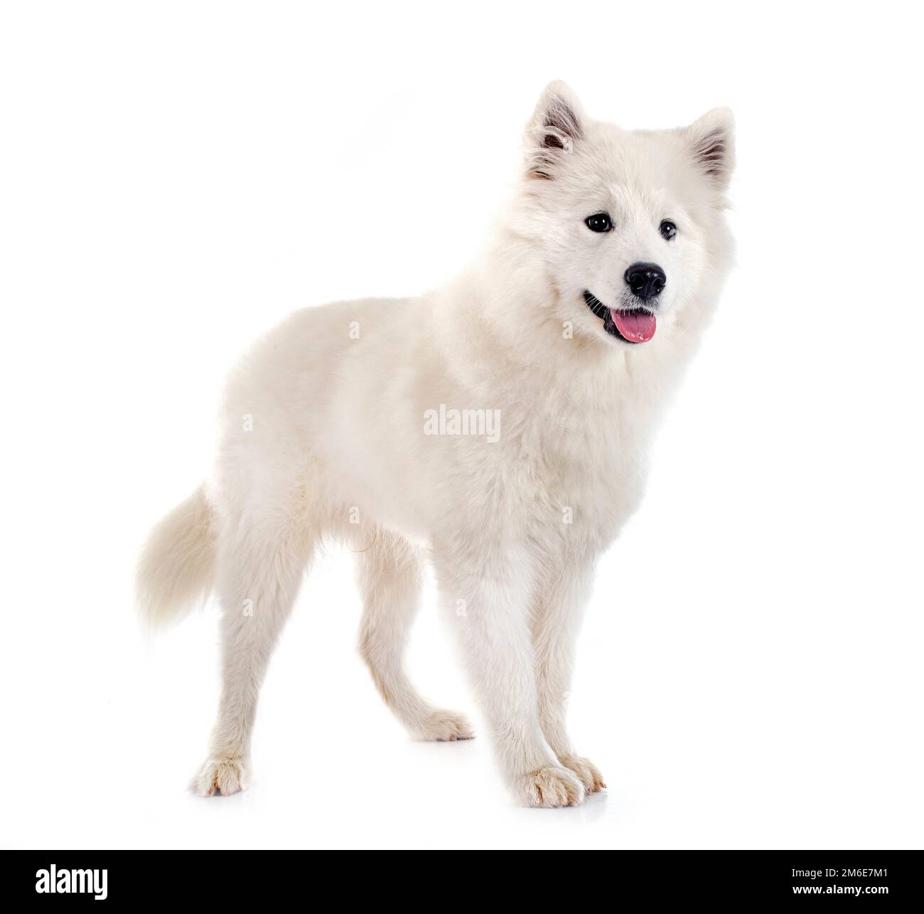 samoyed dog in front of white background Stock Photo - Alamy