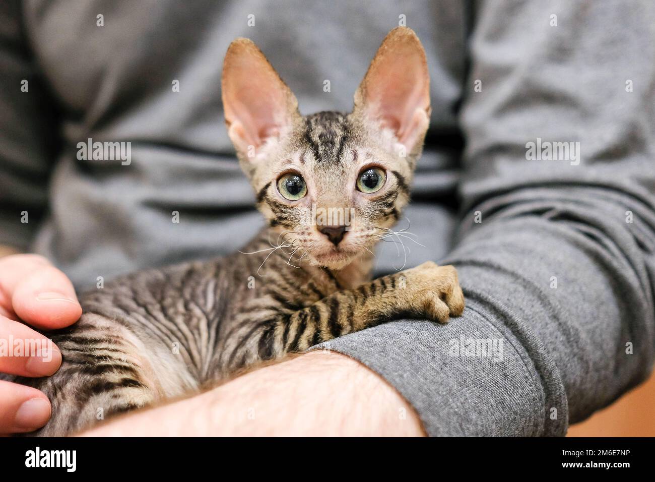 Gray tabby kitten lies on his hands. Little bold Cornish Rex cat Stock ...