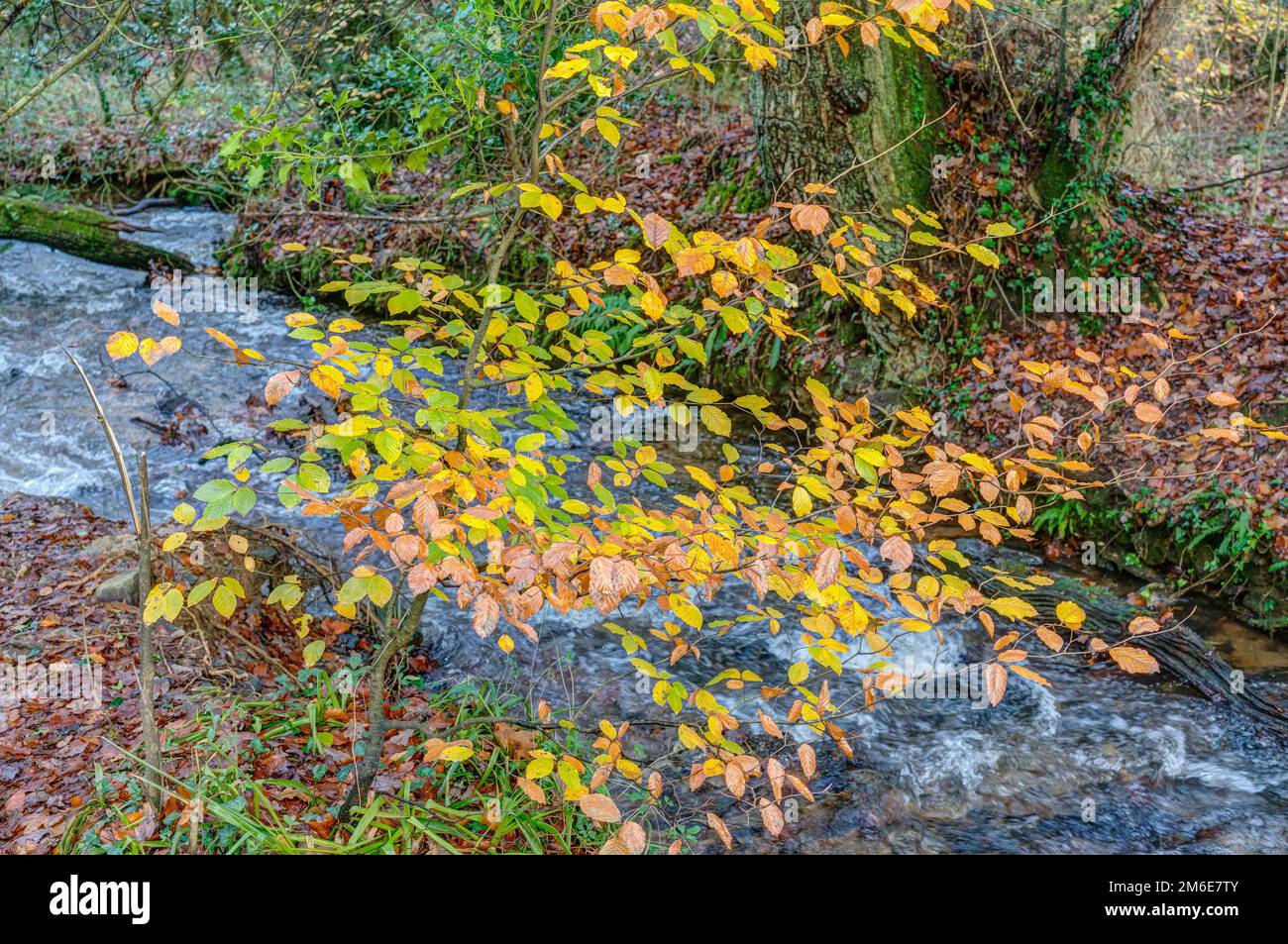 A splash of autumn colour sharply rendered on a beach sapling spreading ...