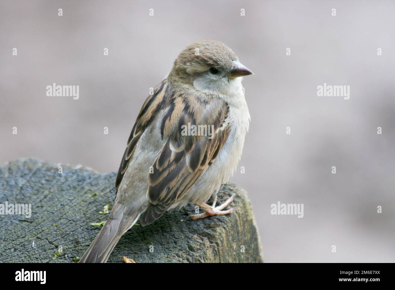 House Sparrow (Passer domesticus Stock Photo - Alamy