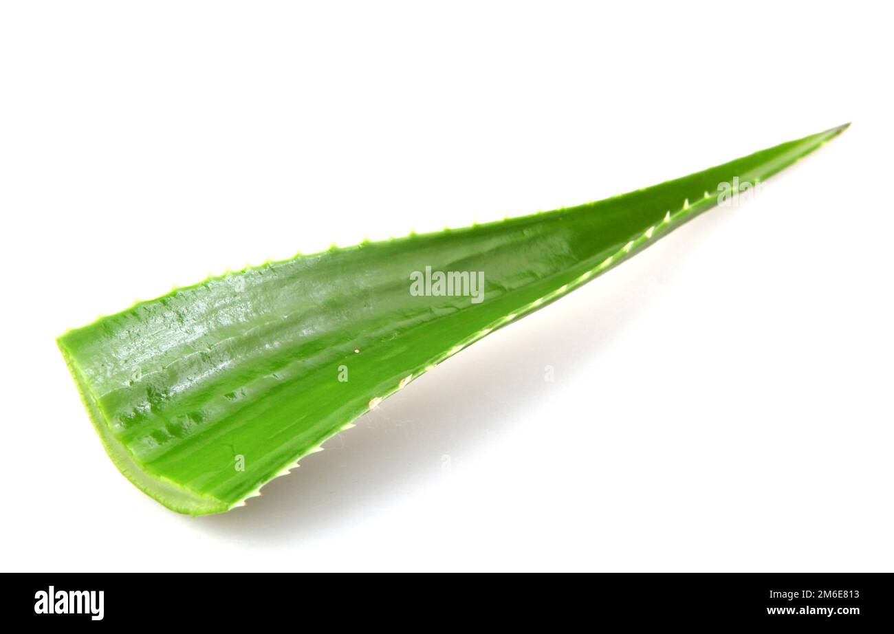 Aloe vera plant isolated on white background. Aloe vera is a succulent ...