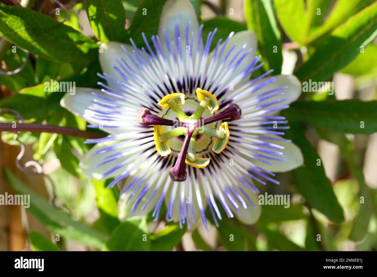 Passion flower (Passiflora caerulea Stock Photo - Alamy