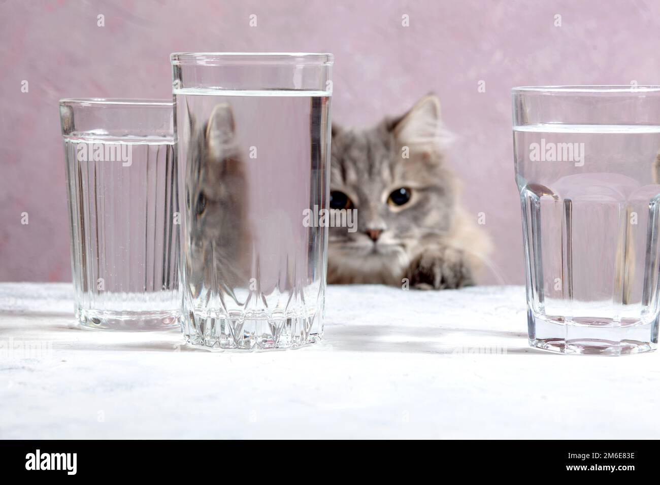 A fluffy grey tabby cat looks through a glass Stock Photo - Alamy