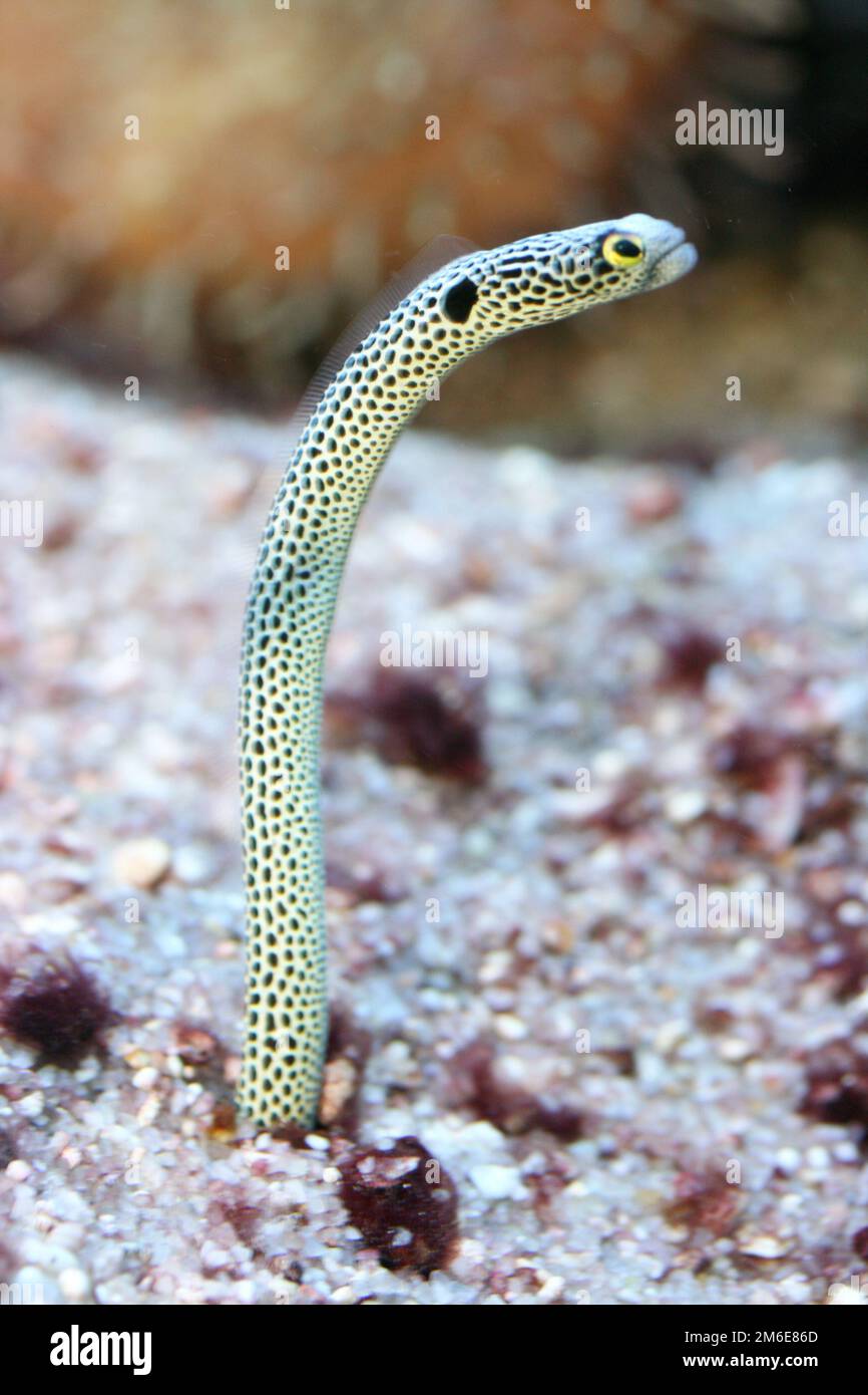 Eel (Heteroconger hassi Stock Photo - Alamy