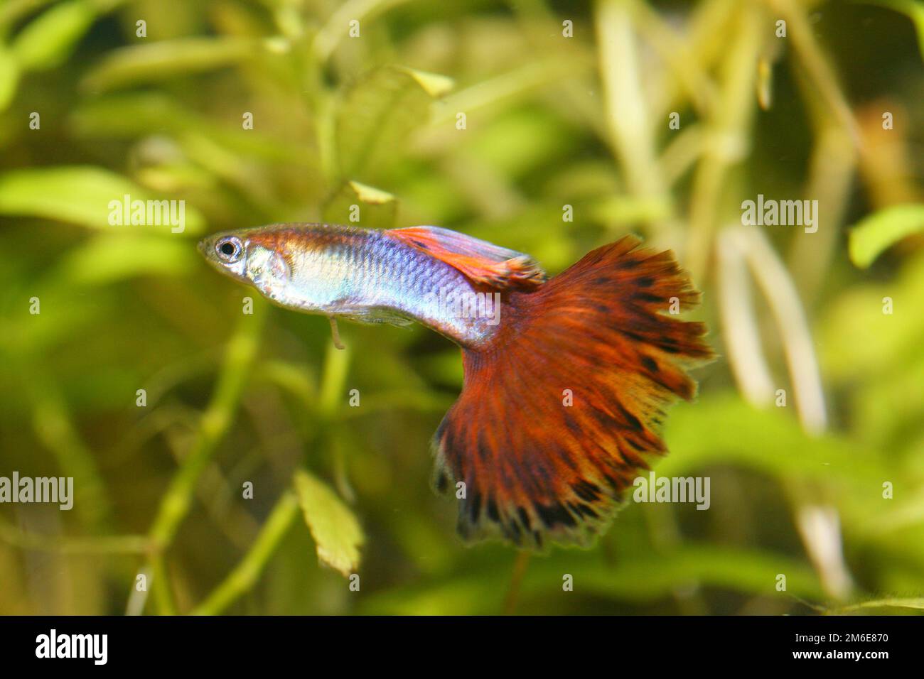Guppy (Poecilia reticulata Stock Photo - Alamy