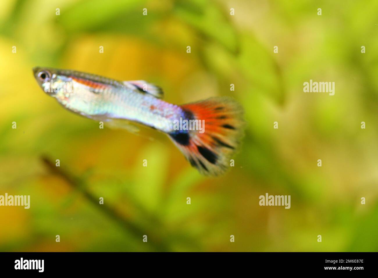 Guppy (Poecilia reticulata Stock Photo - Alamy
