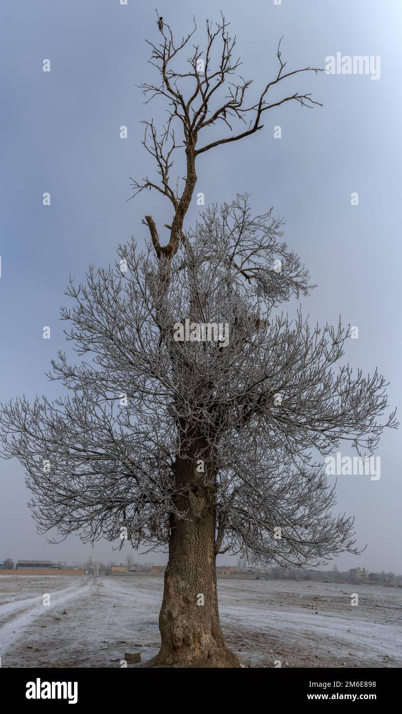 Tall trees in wind night hi-res stock photography and images - Alamy