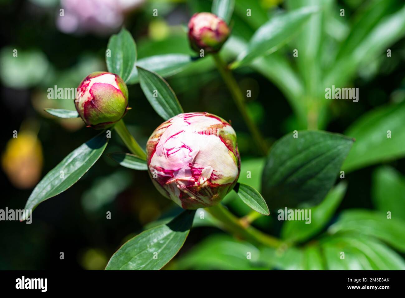 Before they bloom hi-res stock photography and images - Alamy