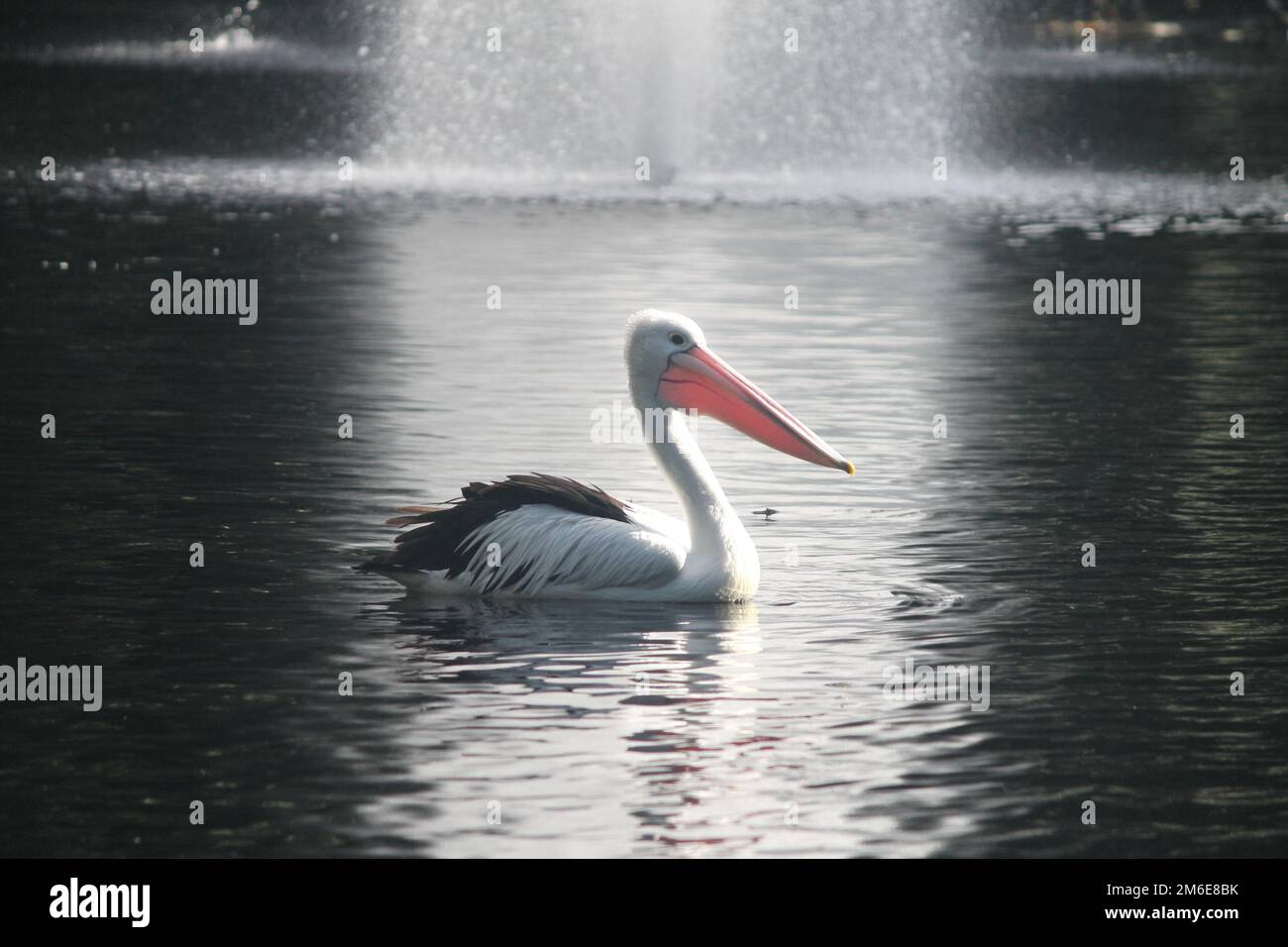 Pelicanswimming hi-res stock photography and images - Alamy