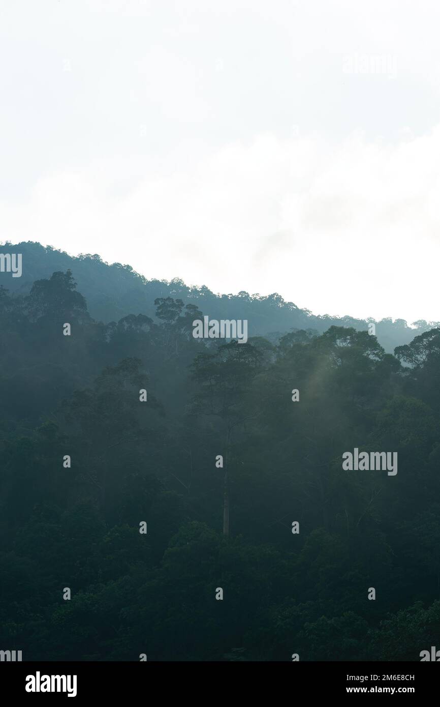Aerial view of mist, blanket cloud and fog hanging over a lush tropical ...
