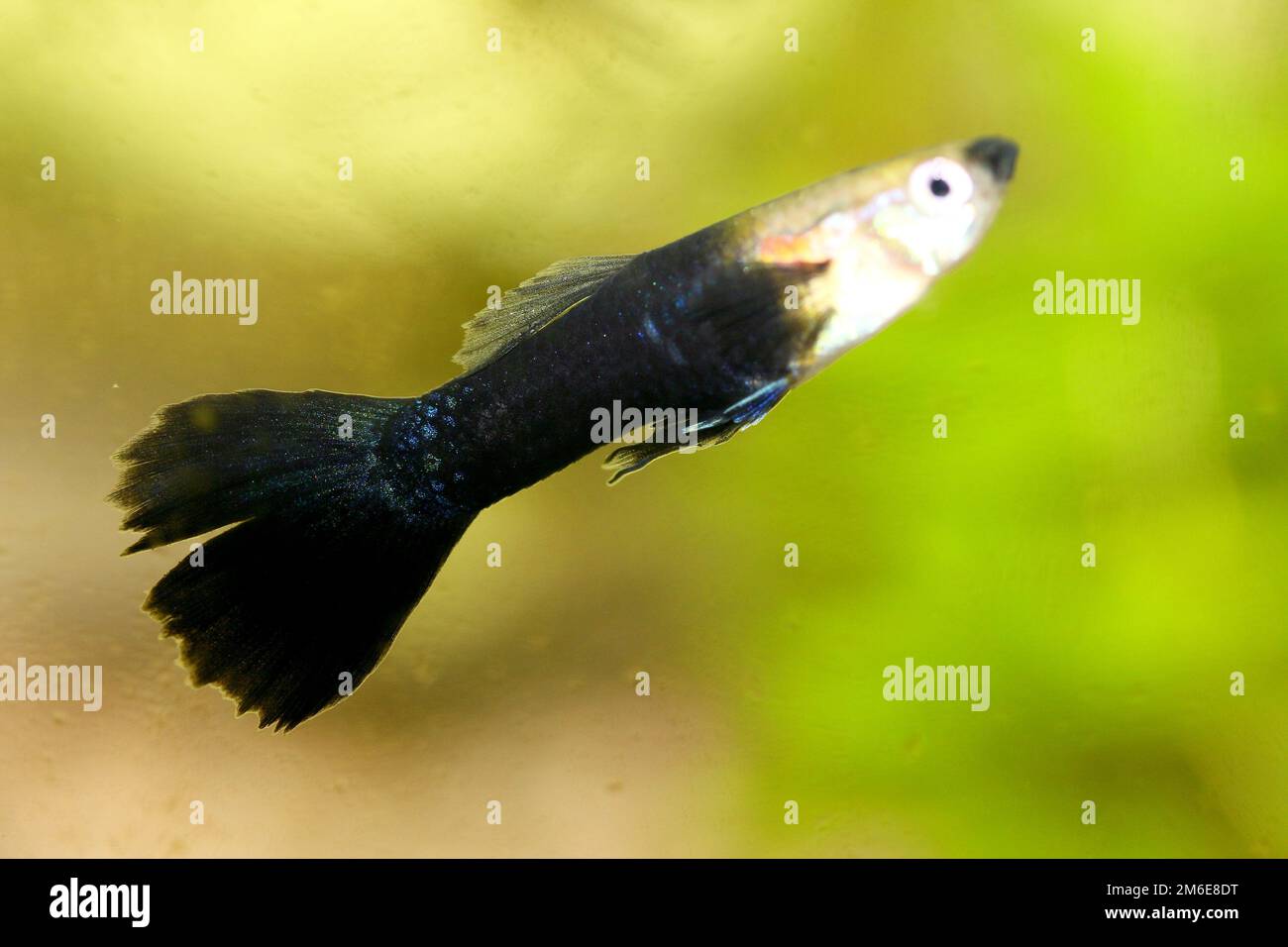 Colorful guppy hi-res stock photography and images - Alamy