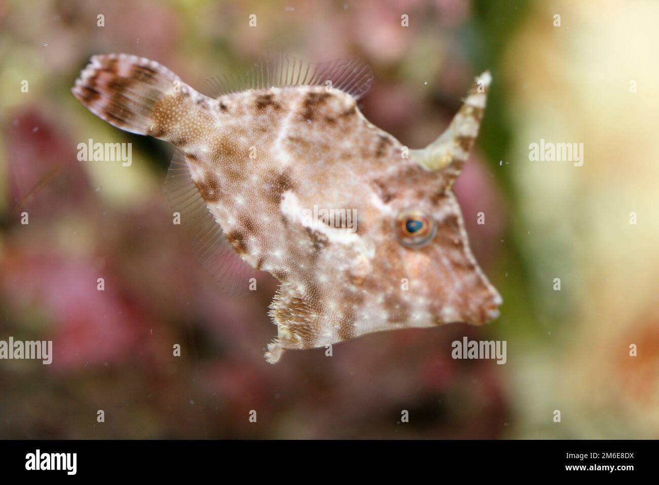 Tomentosus filefish hi-res stock photography and images - Alamy