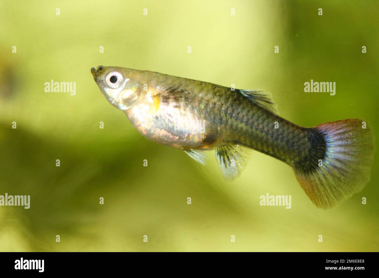 Guppy poecilia reticulata aquarium fish hi-res stock photography and ...