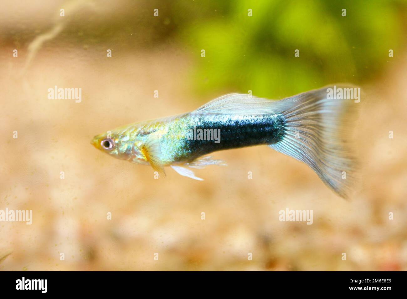 Guppy (Poecilia reticulata Stock Photo - Alamy