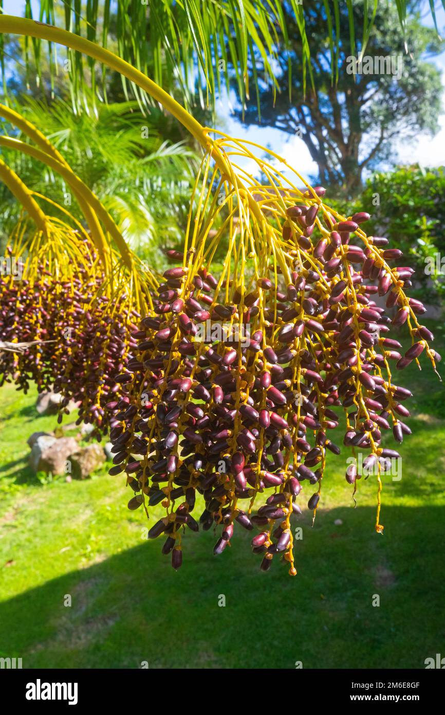 Costa Rica palm dates Stock Photo - Alamy