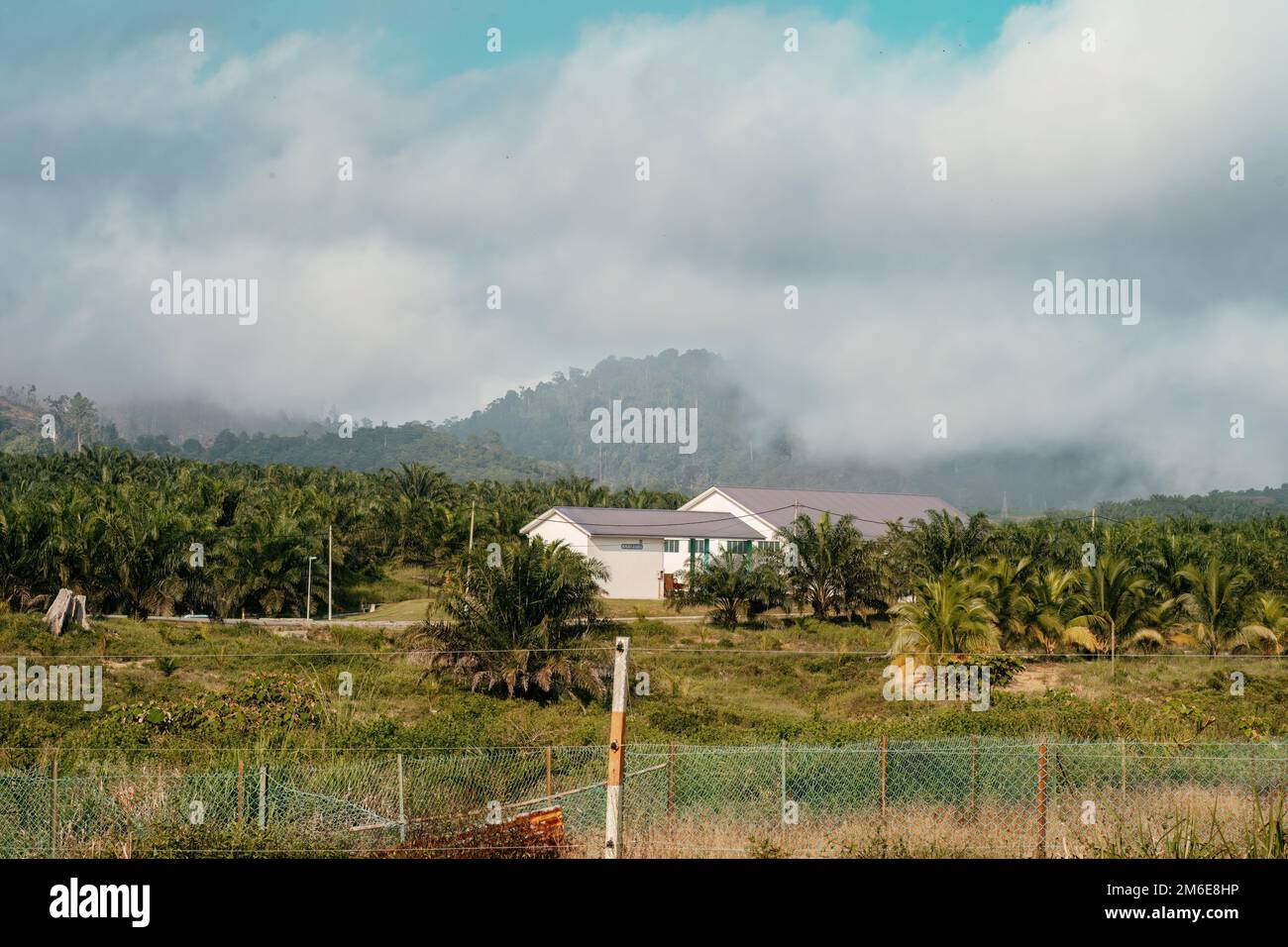 Estate house in the middle of the oil palm plantation with misty ...