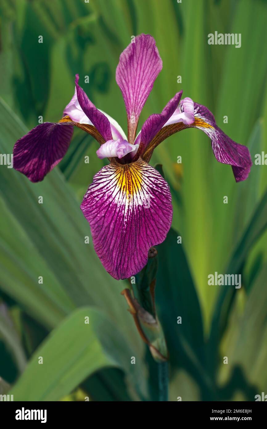 Close-up image of John Wood Blue Flag iris flower (Iris versicolor John ...