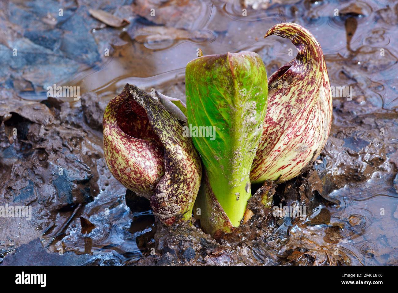 Close-up image of Eastern skunk cabbage leaf and flowers (Symplocarpus ...