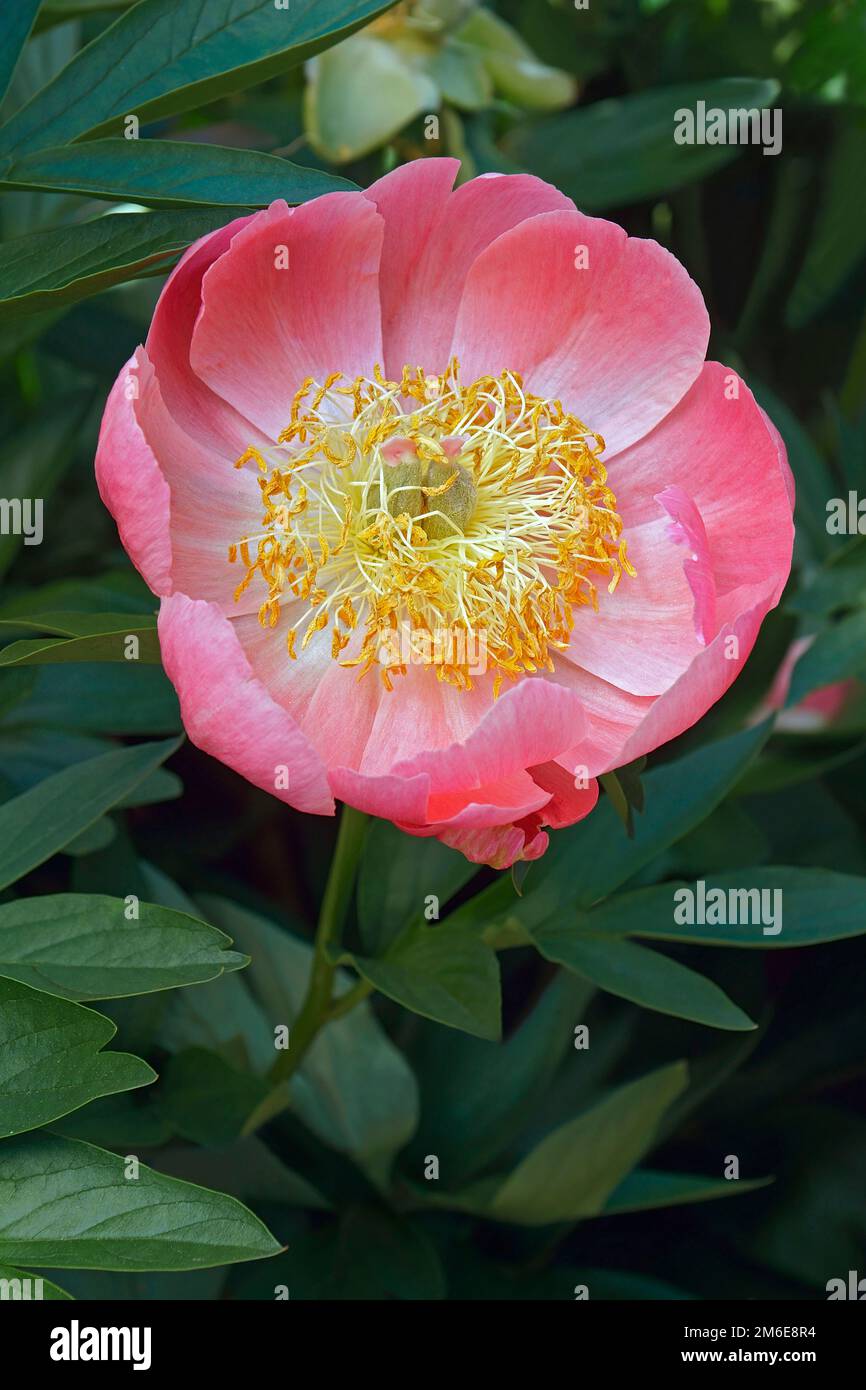 Close-up image of Coral'n Gold Fay peony flower Stock Photo - Alamy