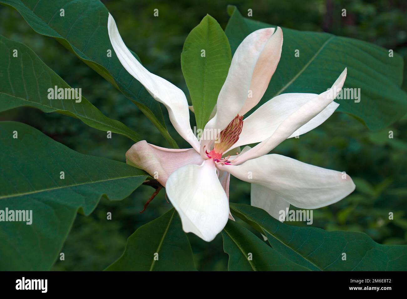Close-up image of Bigleaf magnolia flower Stock Photo - Alamy