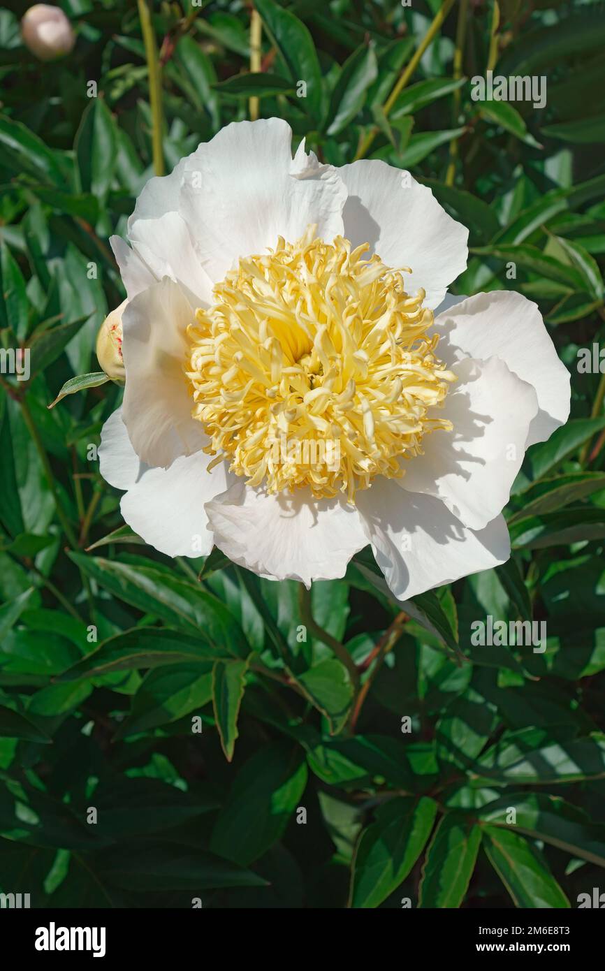 Flower bu hi-res stock photography and images - Alamy