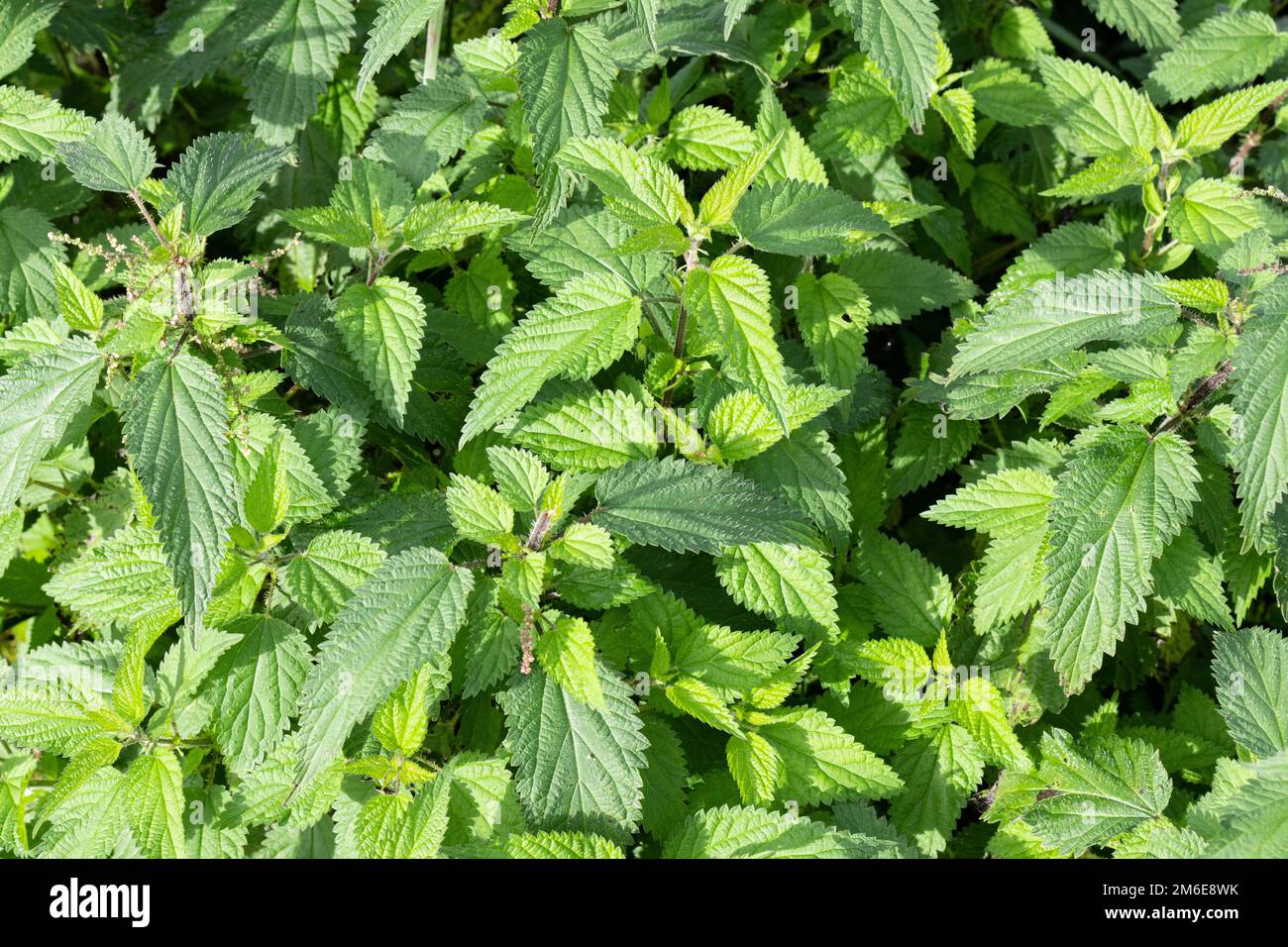 Group of Green Fresh nettle background on sunny day. Full frame Stock ...