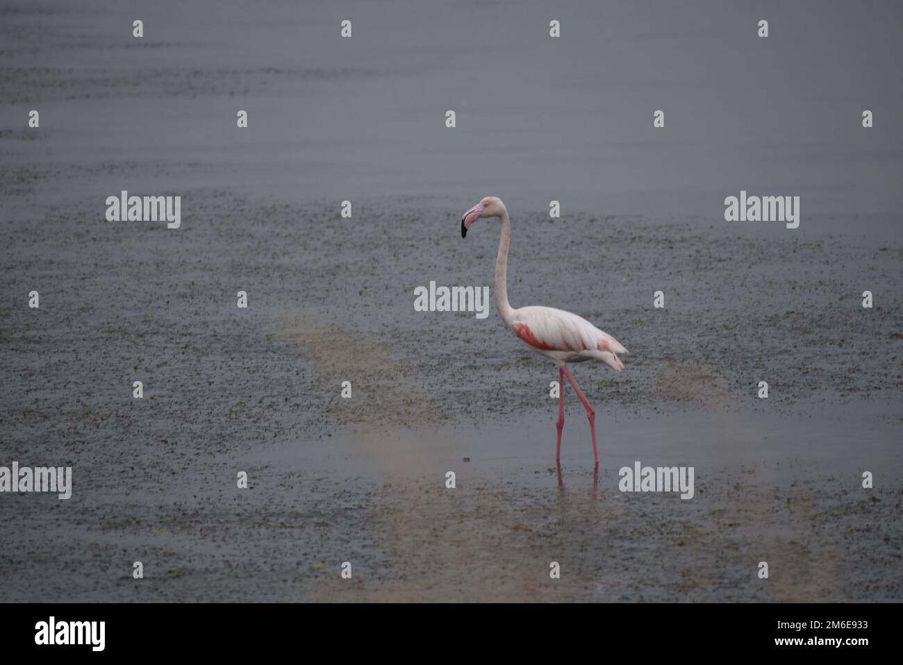 a tall flamingo Stock Photo - Alamy