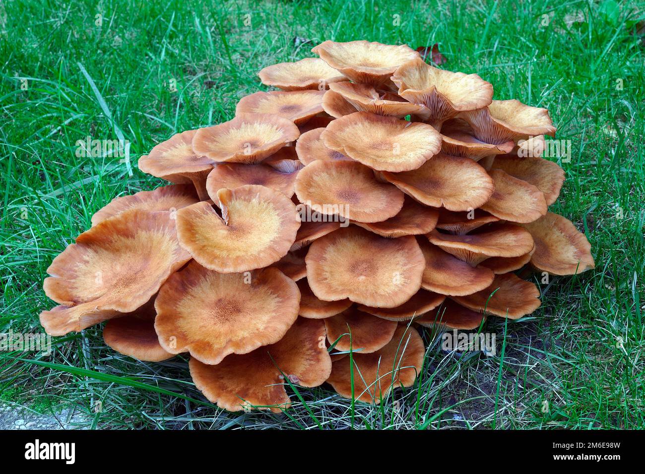 Close-up image of multiple Ringless honey mushrooms Stock Photo - Alamy