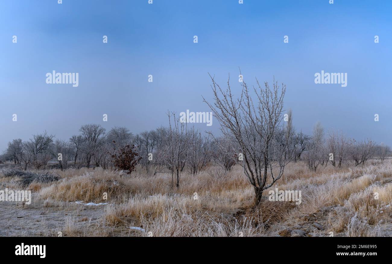 snow on trees in winter Stock Photo - Alamy