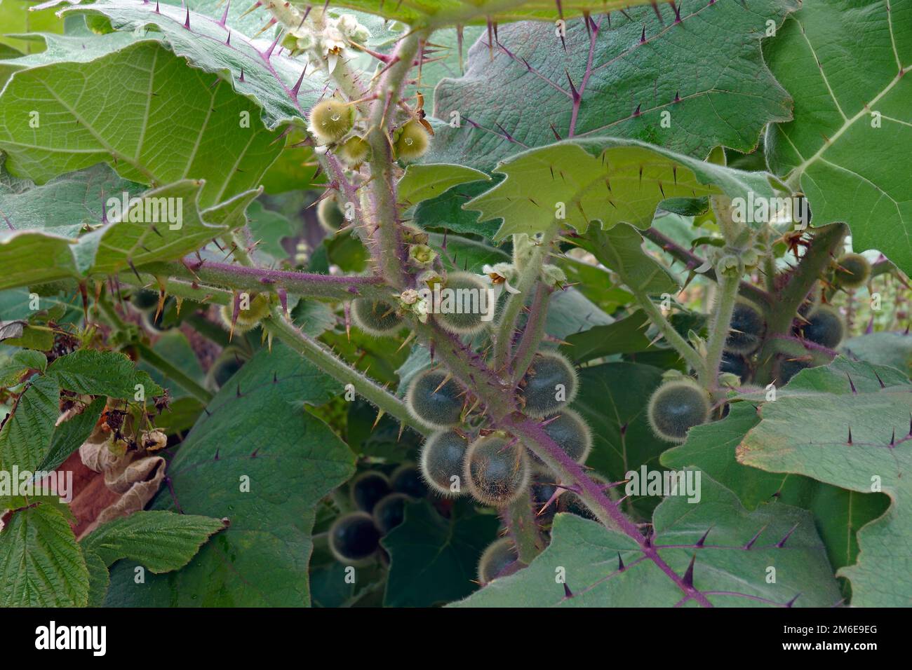 Close-up image of Naranjilla plant with fruits Stock Photo - Alamy