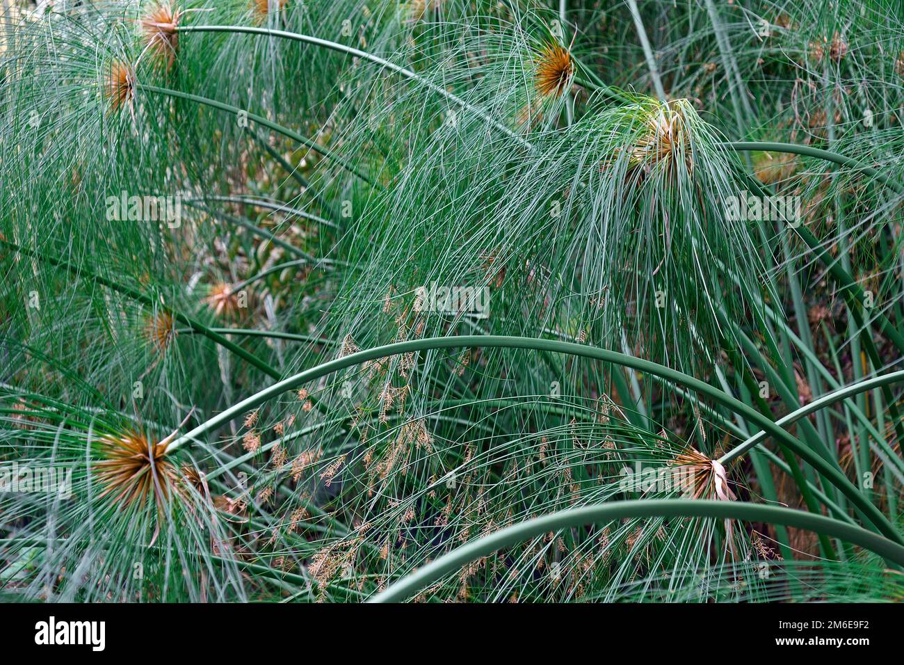 Close-up image of Papyrus plants in blossom Stock Photo - Alamy
