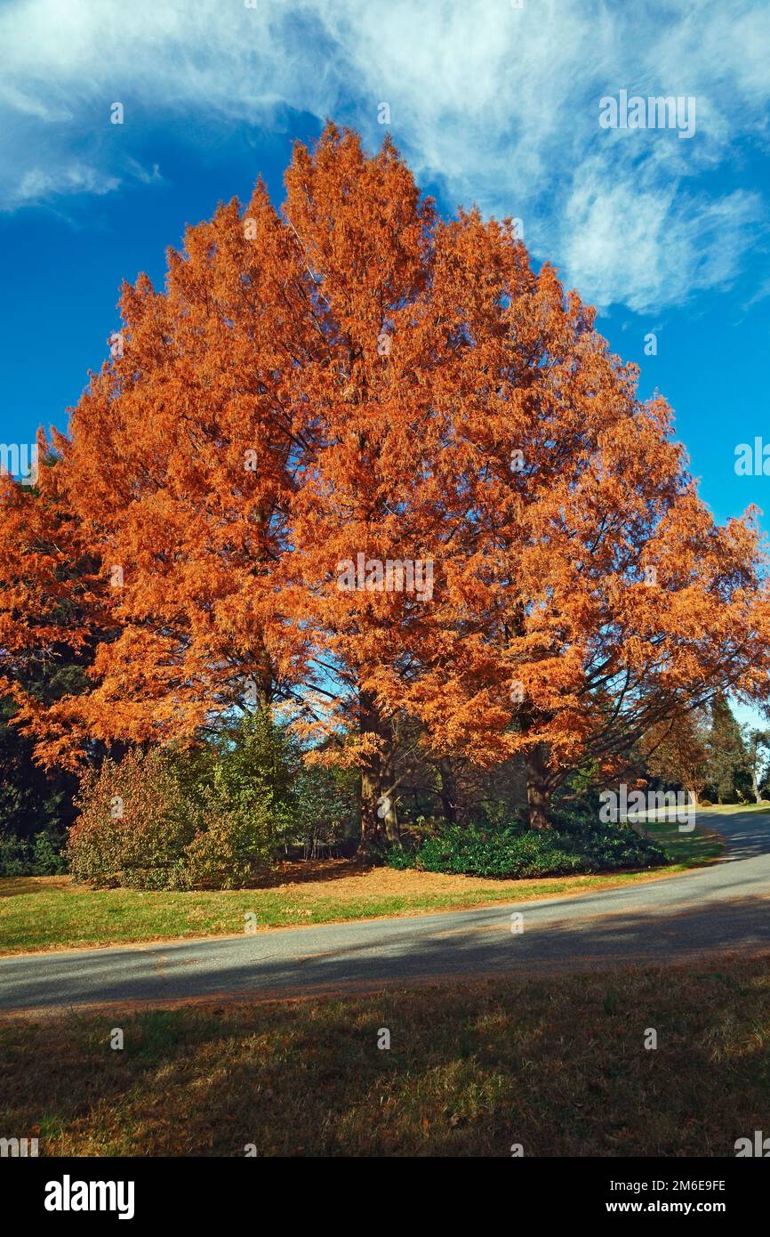 National Dawn redwood tree in autumn Stock Photo - Alamy