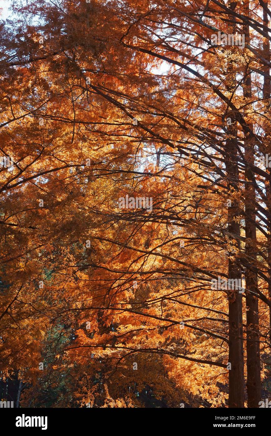 National Dawn redwood trees in autumn Stock Photo - Alamy