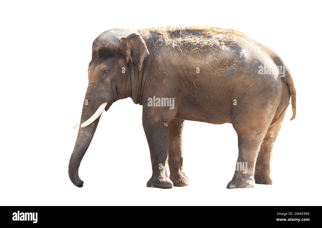 elephant isolated on white background Stock Photo - Alamy