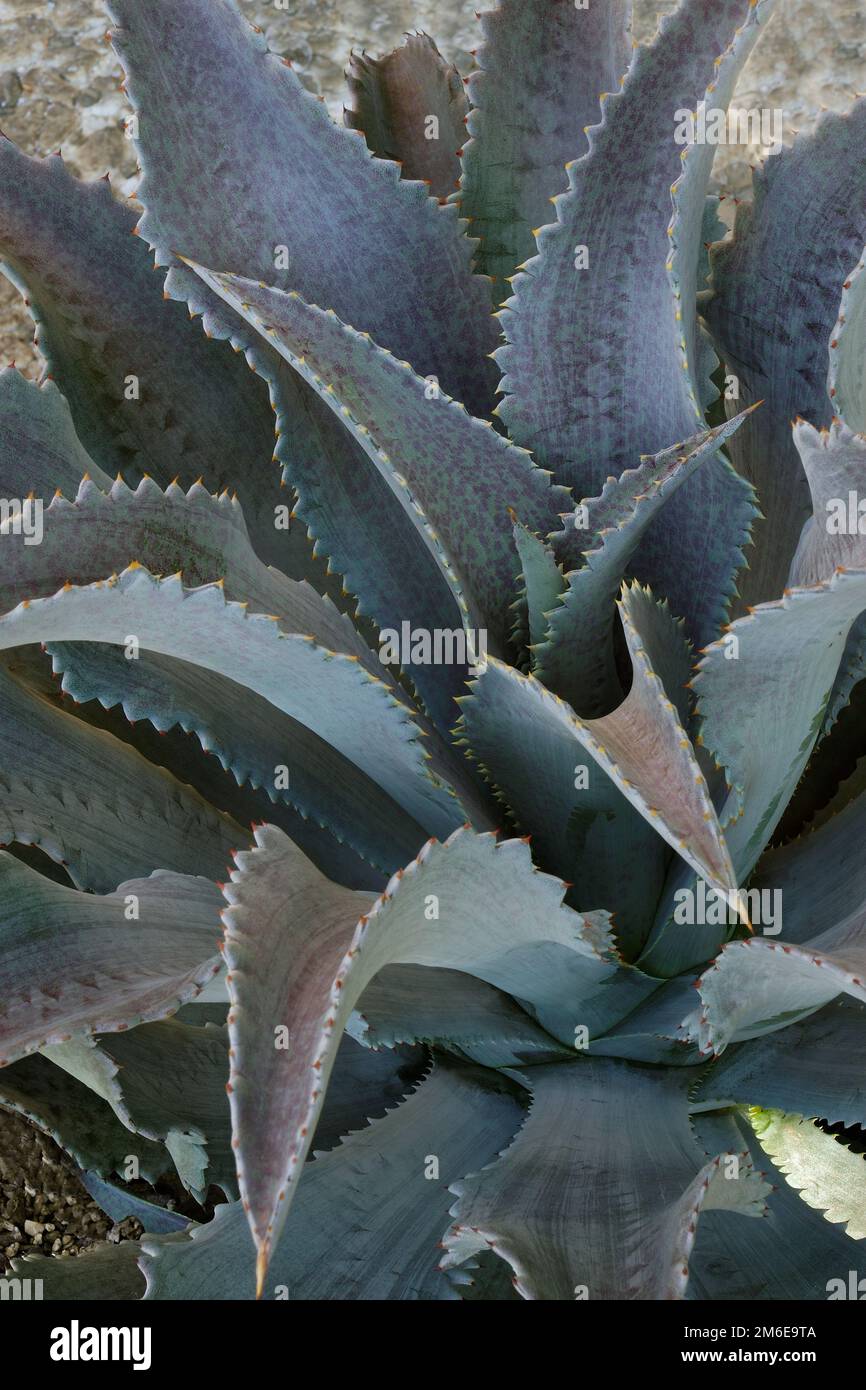 Close-up image of Silver Fox Mangave plant Stock Photo - Alamy